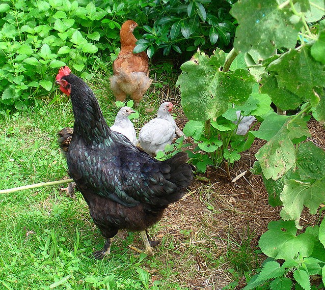 How To Eliminate The Cost Of Chicken Feed Eco Snippets how-to-eliminate-the-cost-of-chicken-feed-eco-snippets