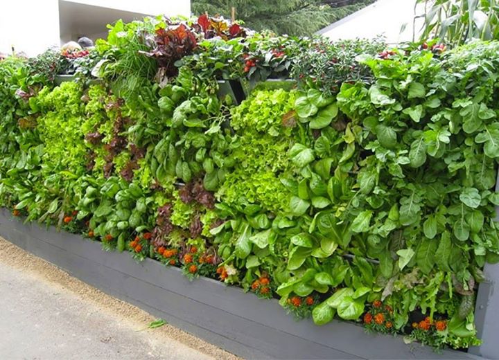 Amazing Vertical Salad Garden Ideas An Edible Wall Of Greens… Eco