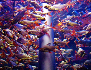 How To Start A Fish Farm - Raising Fish For Food At Home