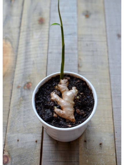 How To Grow Your Own Ginger At Home… – Eco Snippets