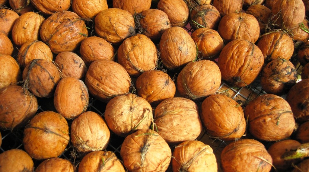 How To Process Walnuts – Curing, Cracking, Soaking, Storage – Eco Snippets