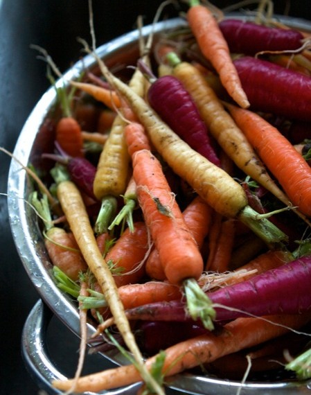 Tips For Growing Great Carrots – Eco Snippets