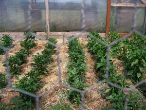 Making The Most Of It - Stacking On Our Farm