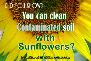How To Clean Up Damaged Land With Sun Flowers