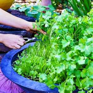 A Better Way To Grow Cilantro