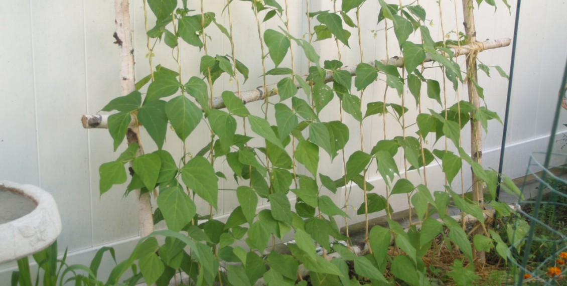 Leaning String Bean Trellis – Eco Snippets