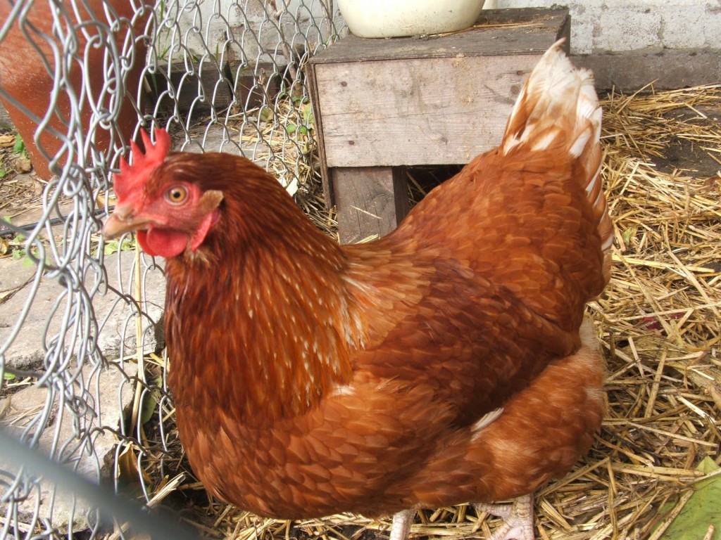 10 Things You Need To Know About Raising Urban Chickens