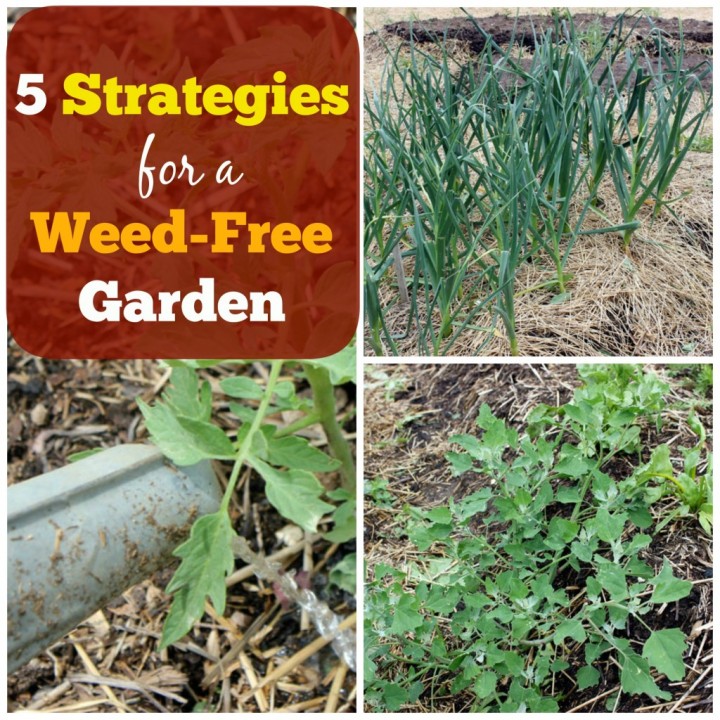 5 Strategies For A Weed-Free Garden