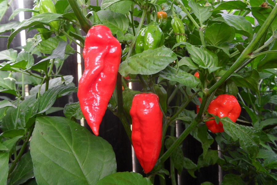 Hot Chilli Peppers - Eco Snippets