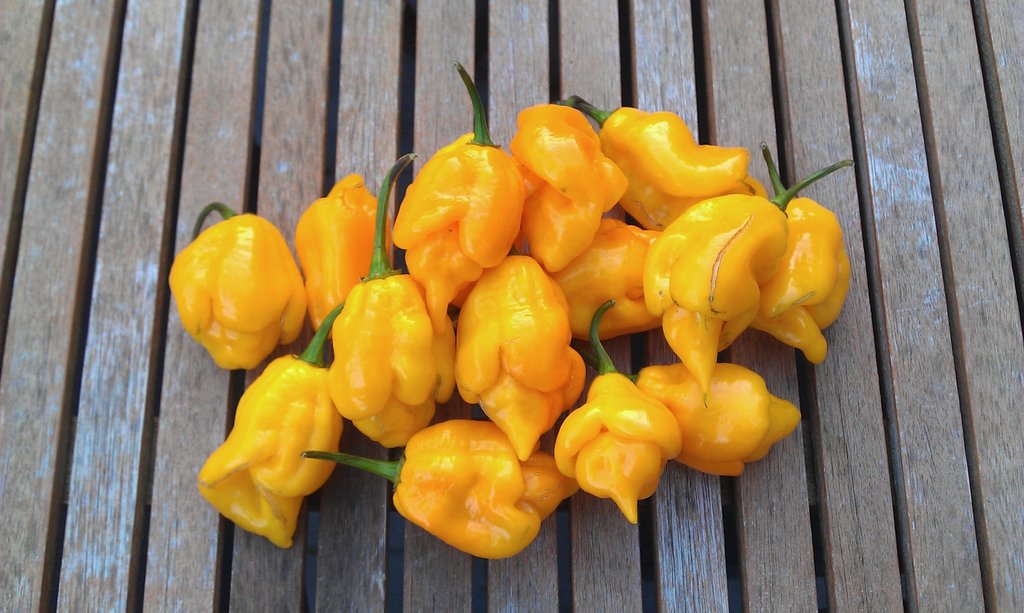 Hot Chilli Peppers - Eco Snippets