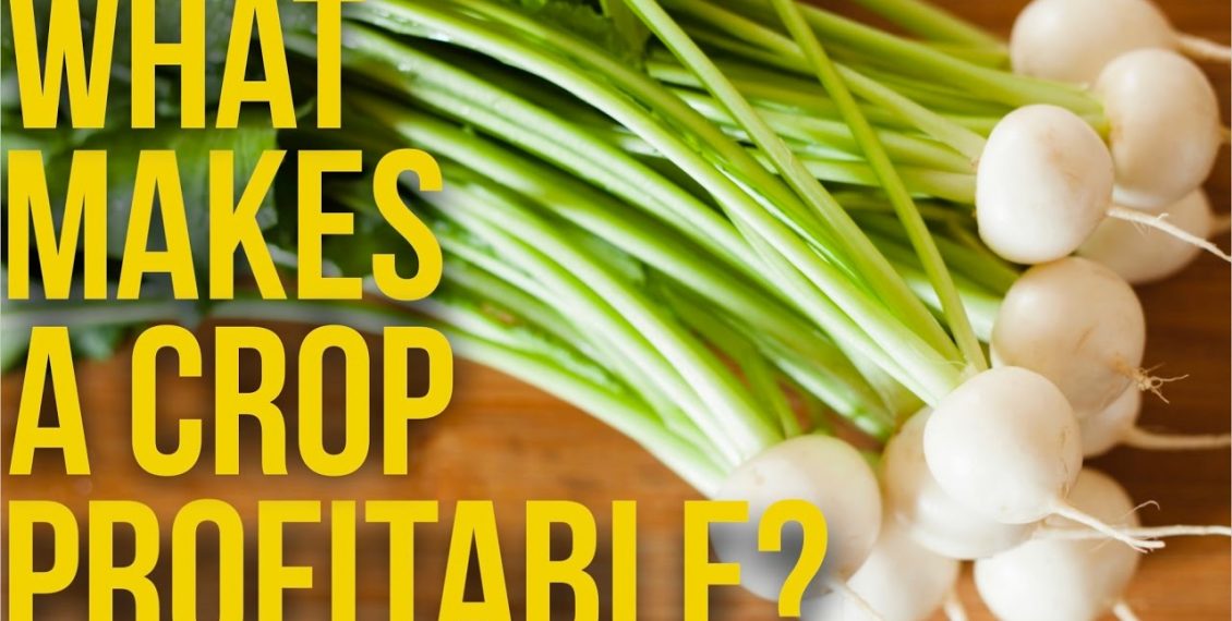 Insights From An Urban Farmer – What Makes A Crop Profitable? – Eco ...