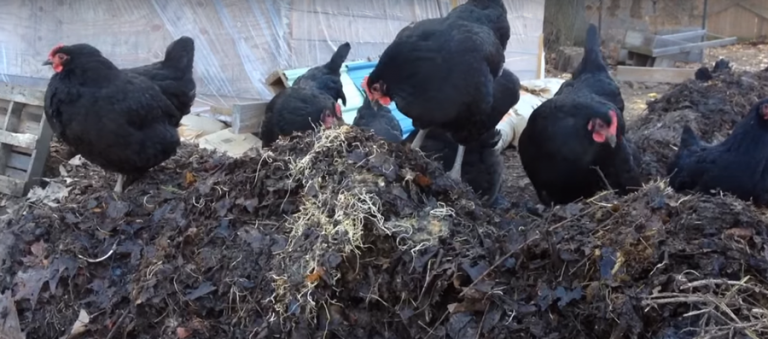 Feeding 25 Chickens For 25 Cents A Day & Making Tons Of Compost...