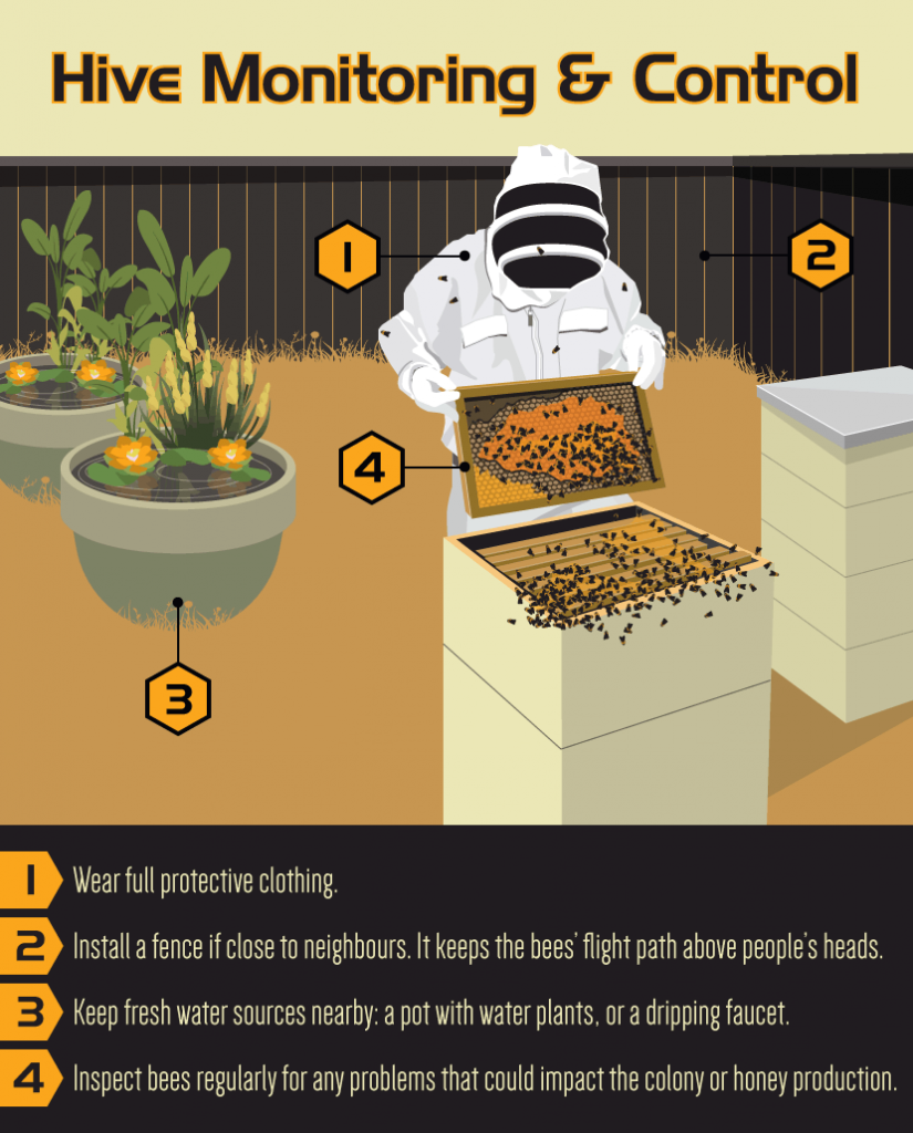 Becoming A Backyard Beekeeper...